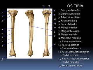 ANATOMI ex inferior.pptx