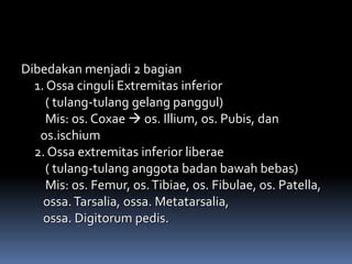 ANATOMI ex inferior.pptx