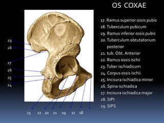 ANATOMI ex inferior.pptx