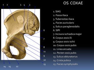 ANATOMI ex inferior.pptx
