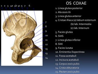 ANATOMI ex inferior.pptx