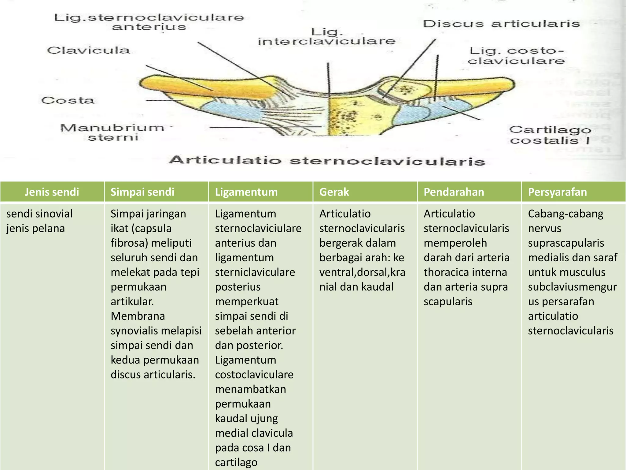 Anatomi extremitas superior ayya | PPTX