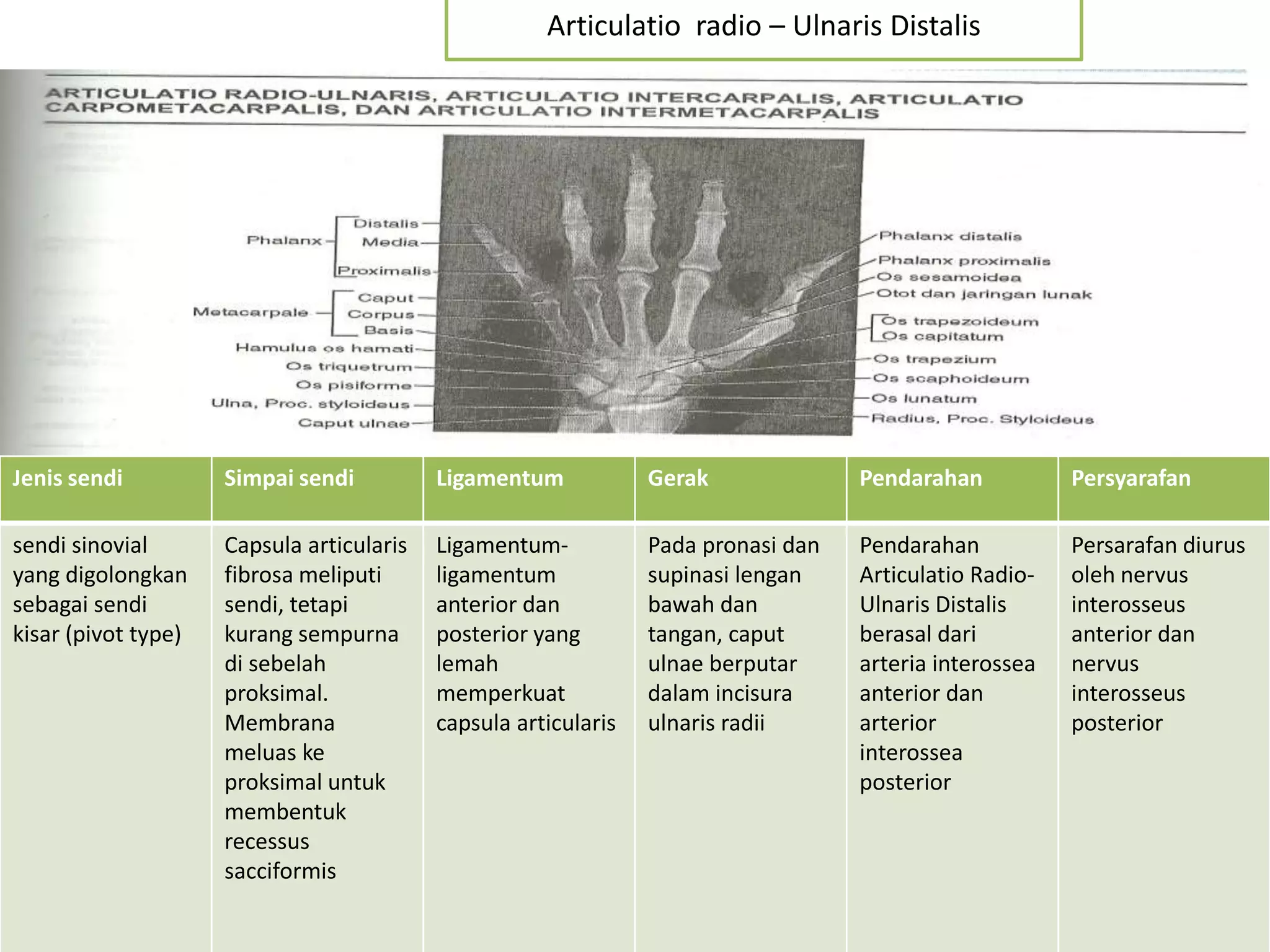 Anatomi extremitas superior ayya | PPTX