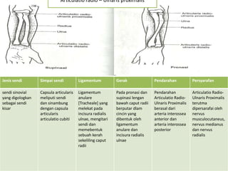 Anatomi extremitas superior ayya | PPTX