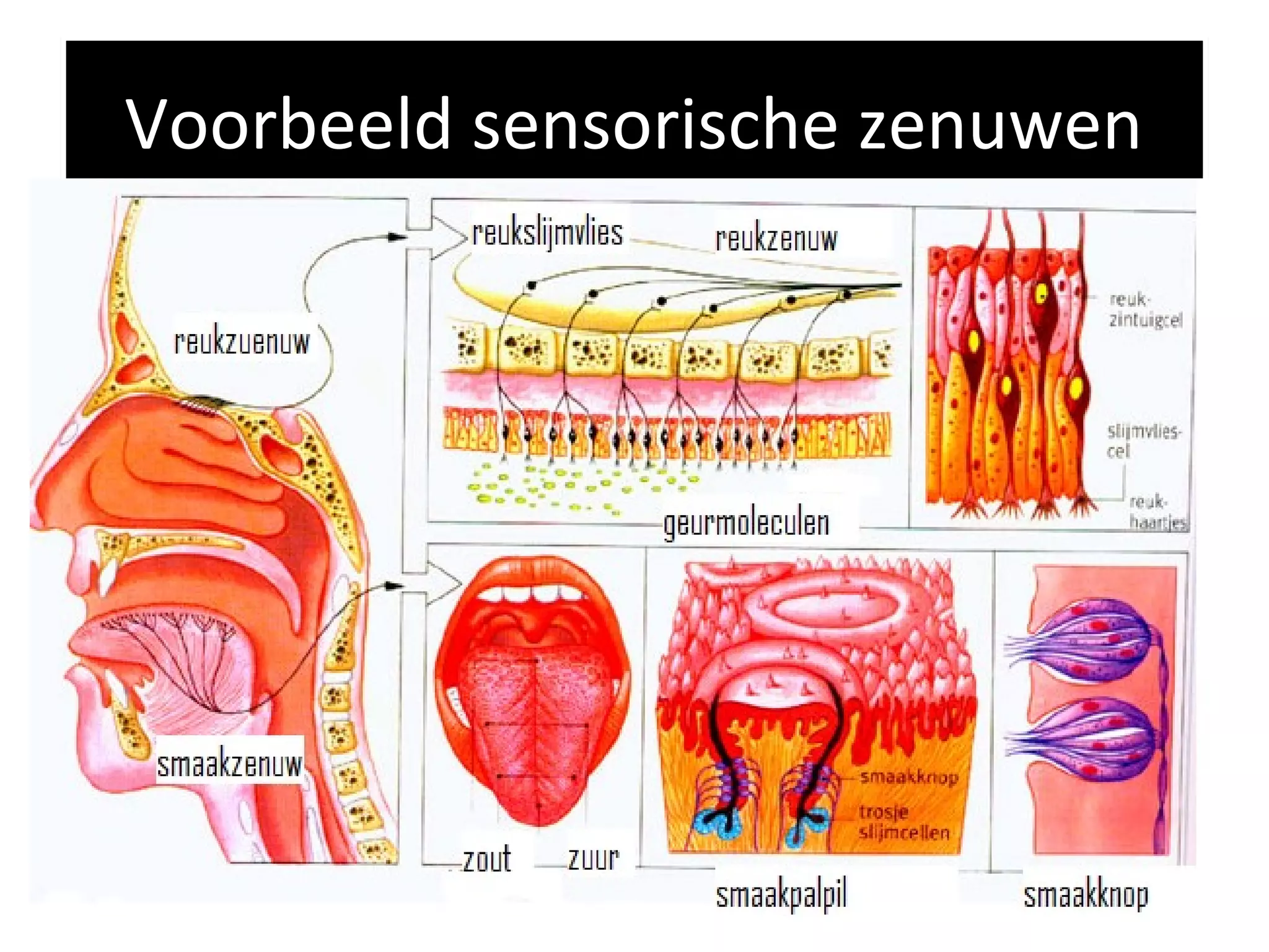 Anatomie Zenuwstelsel | PPT
