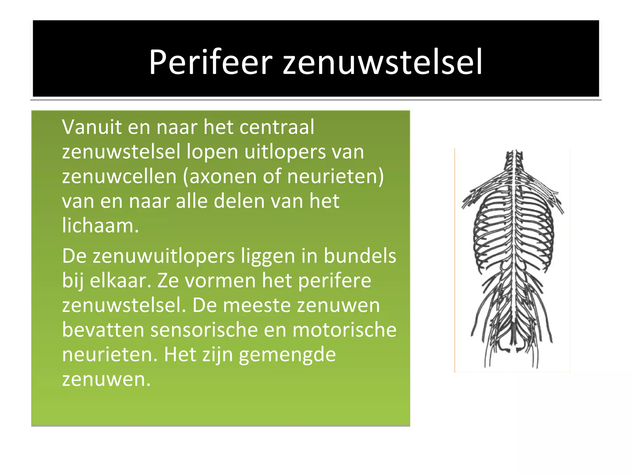 Anatomie Zenuwstelsel | PPT