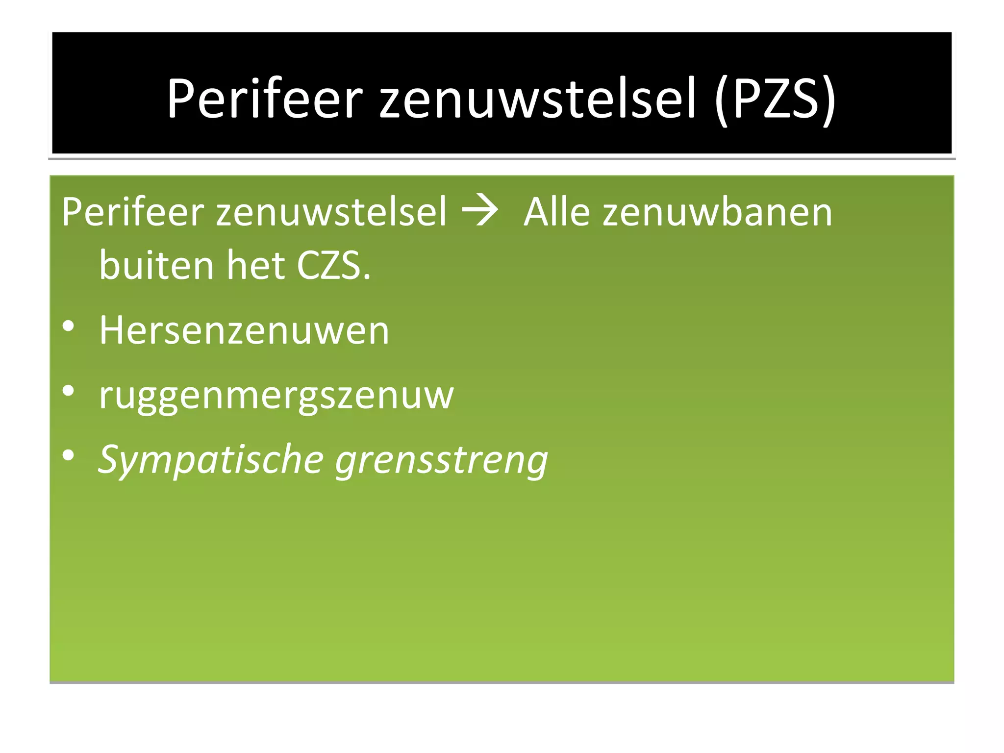 Anatomie Zenuwstelsel | PPT