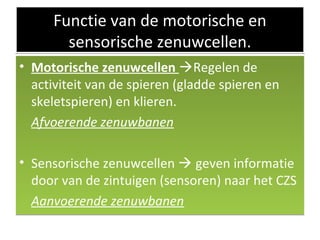 Anatomie Zenuwstelsel | PPT