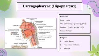 Anatomi Faring.pptx
