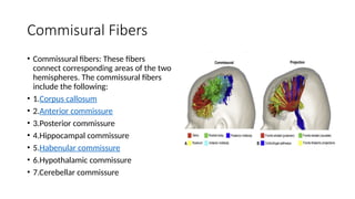 Anatomi Fiber. for dtudent doctoer and nursepptx | PPT