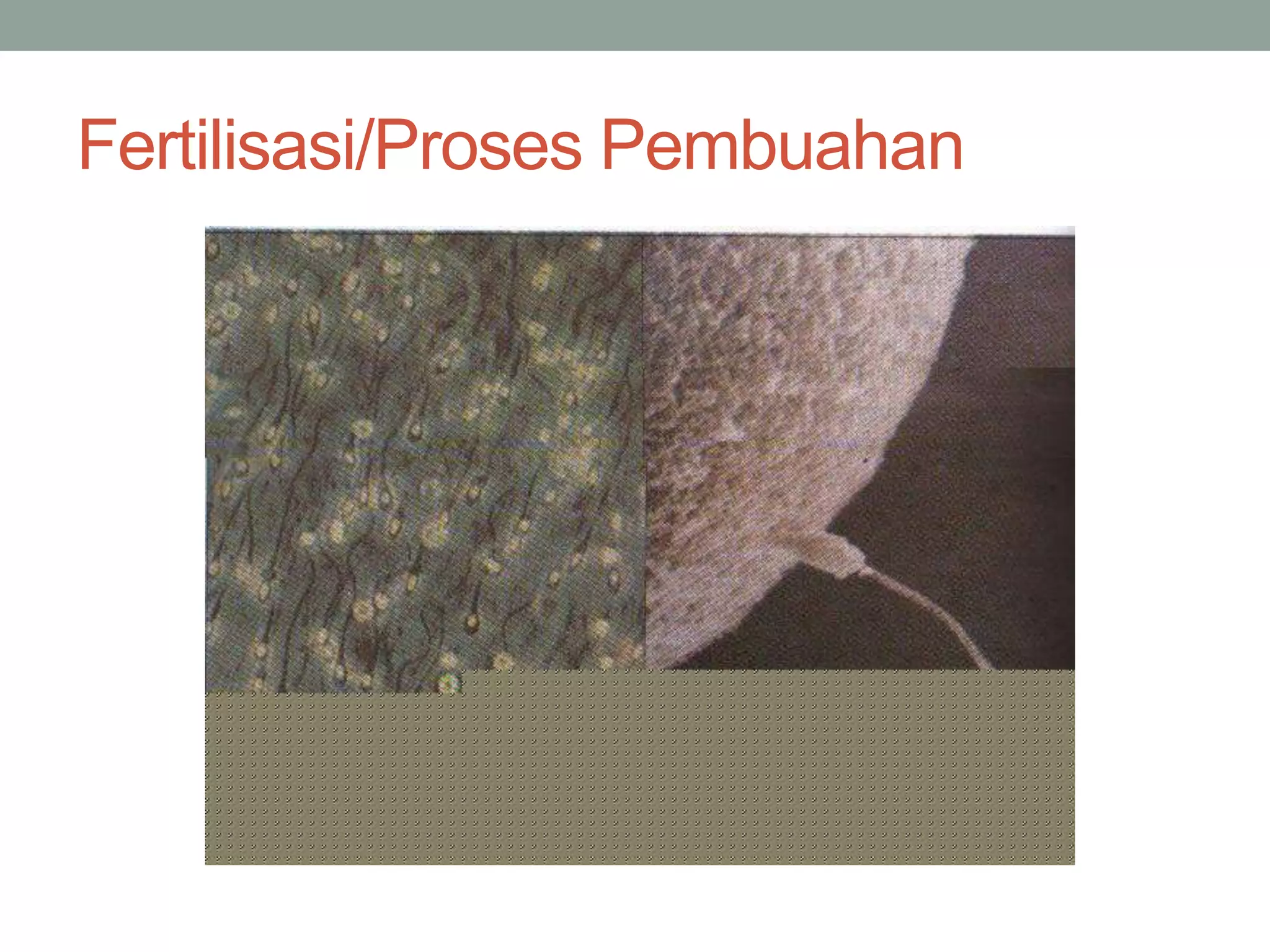 Anatomi fisiologi.pptx