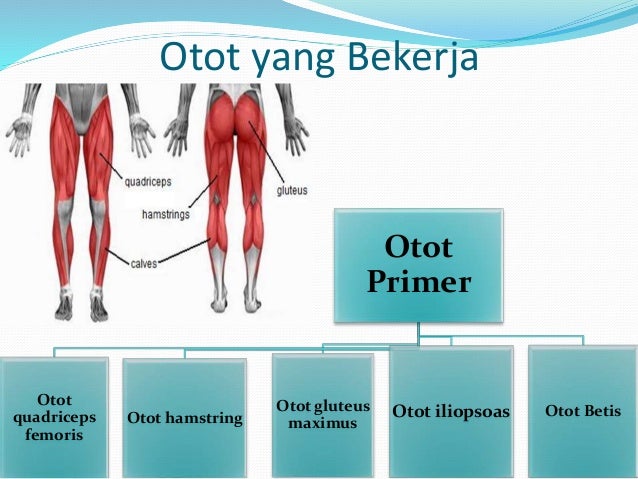 Anatomi & Fisiologi Manusia - Proses Berlari