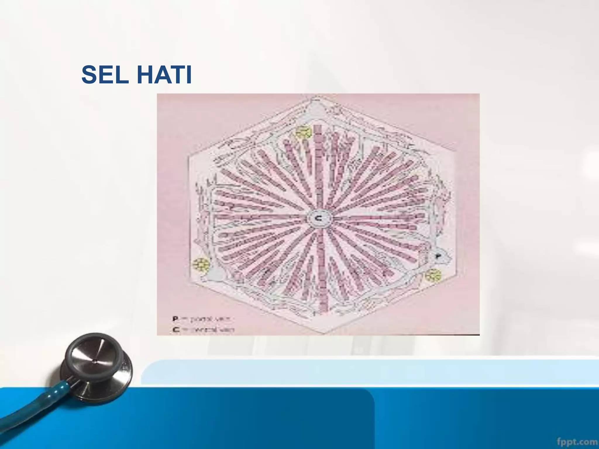 Anatomi fisiologi 2 | PPT