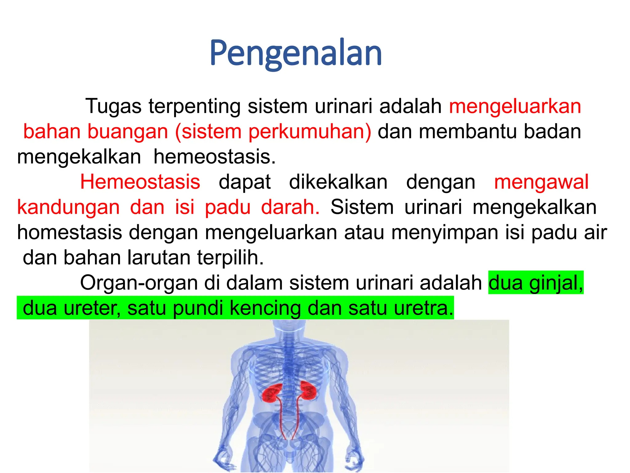 anatomi fisiologi 6.8 (Sistem Urinari).pptx
