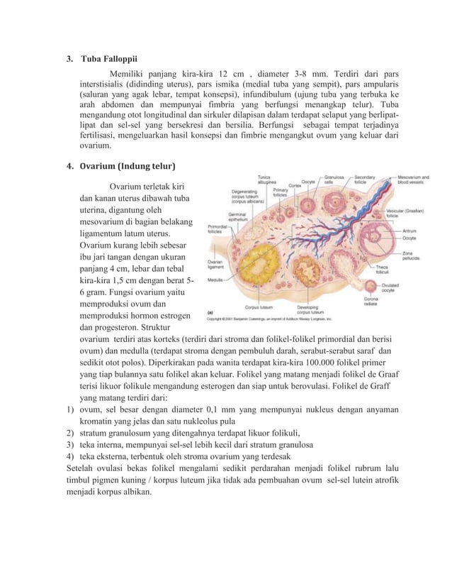 Anatomi fisiologi alat kandungan | DOCX