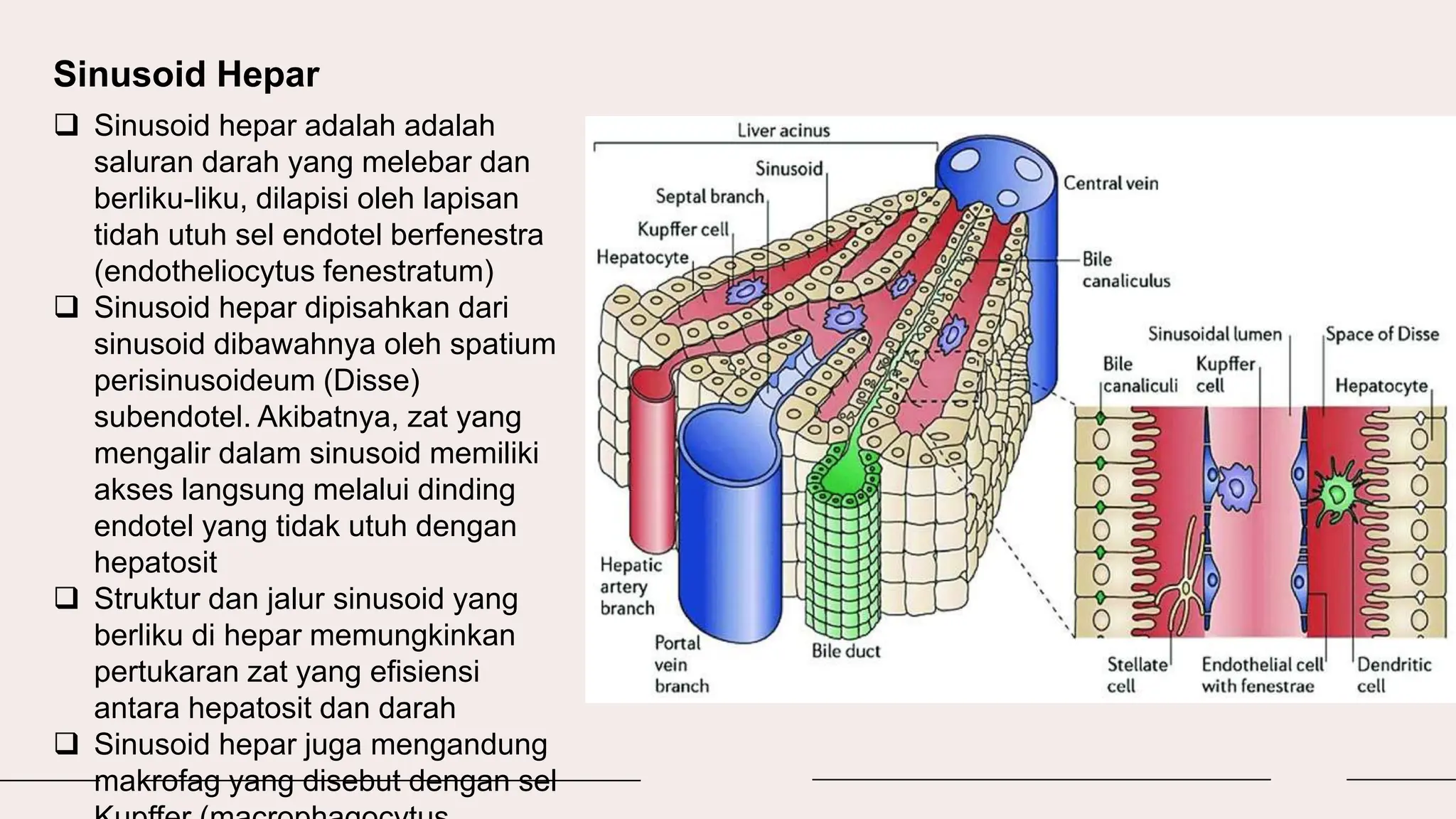 ANATOMI FISIOLOGI_ANATOMI HEPAR KANDUNG EMPEDU.pptx