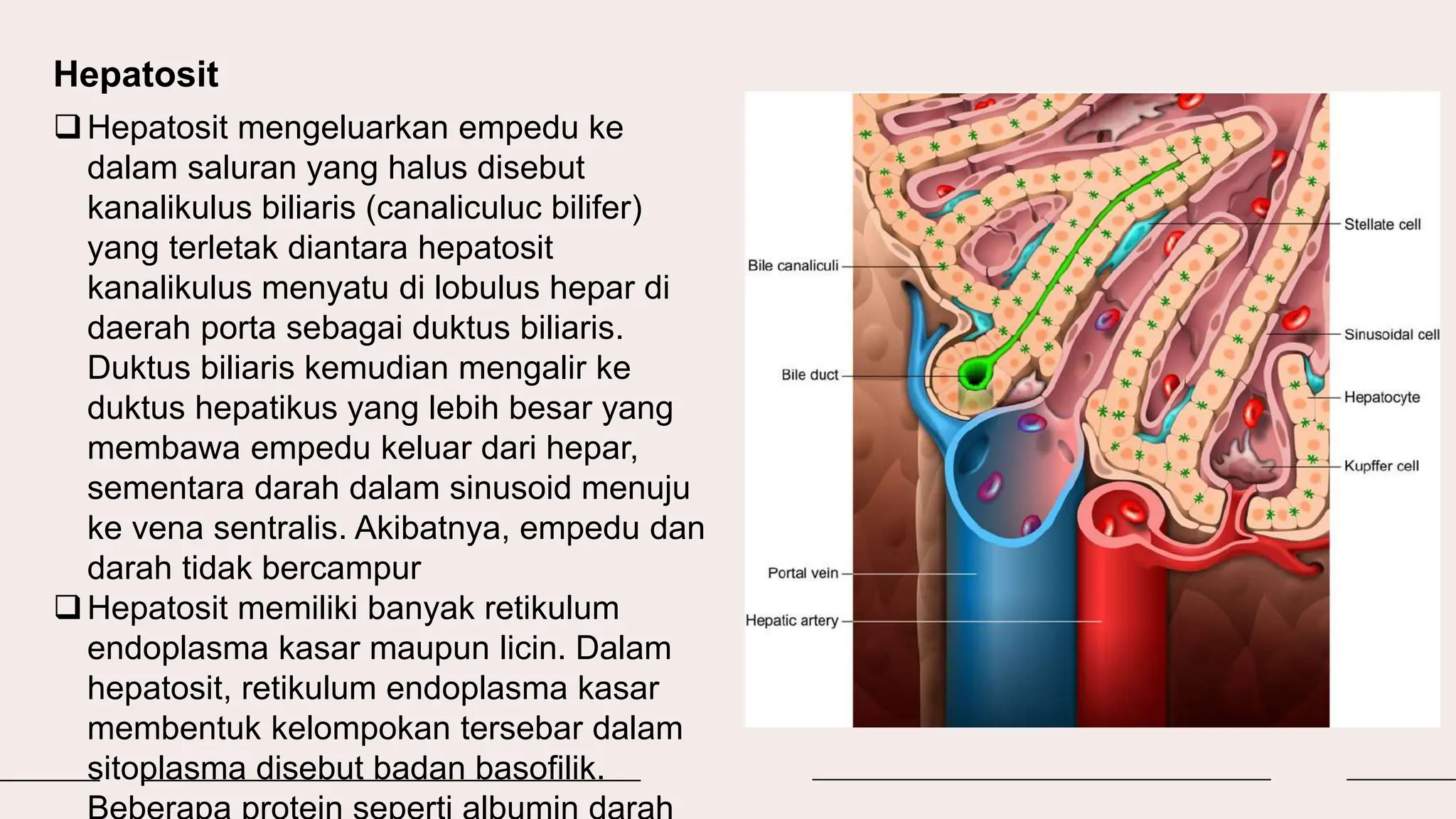 ANATOMI FISIOLOGI_ANATOMI HEPAR KANDUNG EMPEDU.pptx