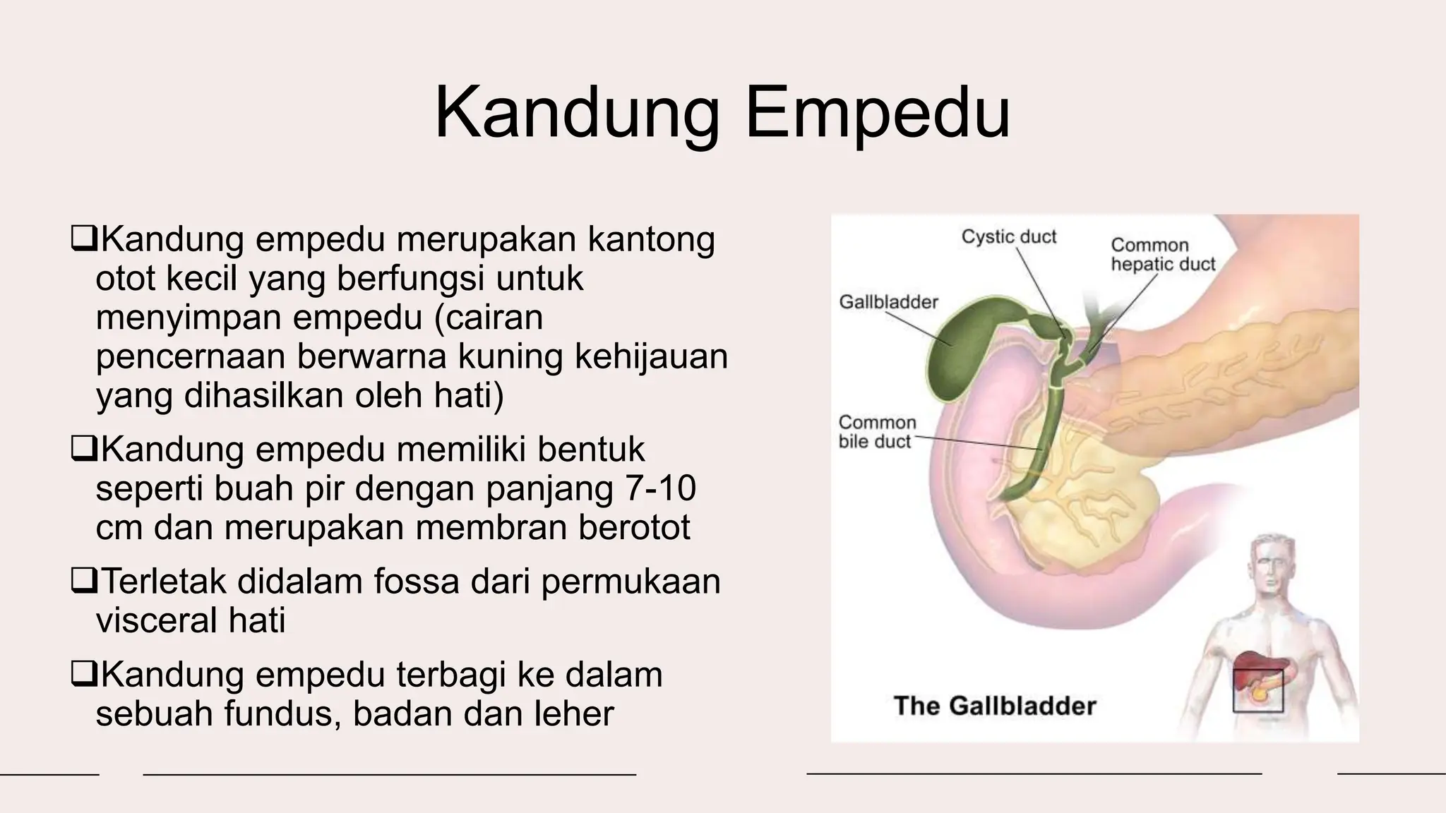 ANATOMI FISIOLOGI_ANATOMI HEPAR KANDUNG EMPEDU.pptx