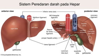 ANATOMI FISIOLOGI_ANATOMI HEPAR KANDUNG EMPEDU.pptx