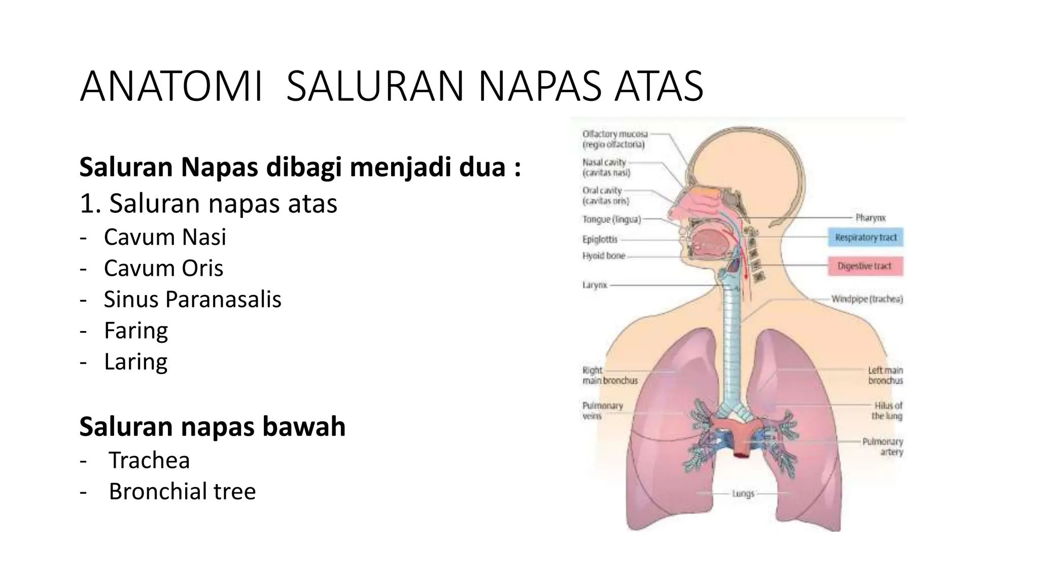 ANATOMI, FISIOLOGI, DAN KELAINAN PADA SISTEM NAPAS ATAS.pptx