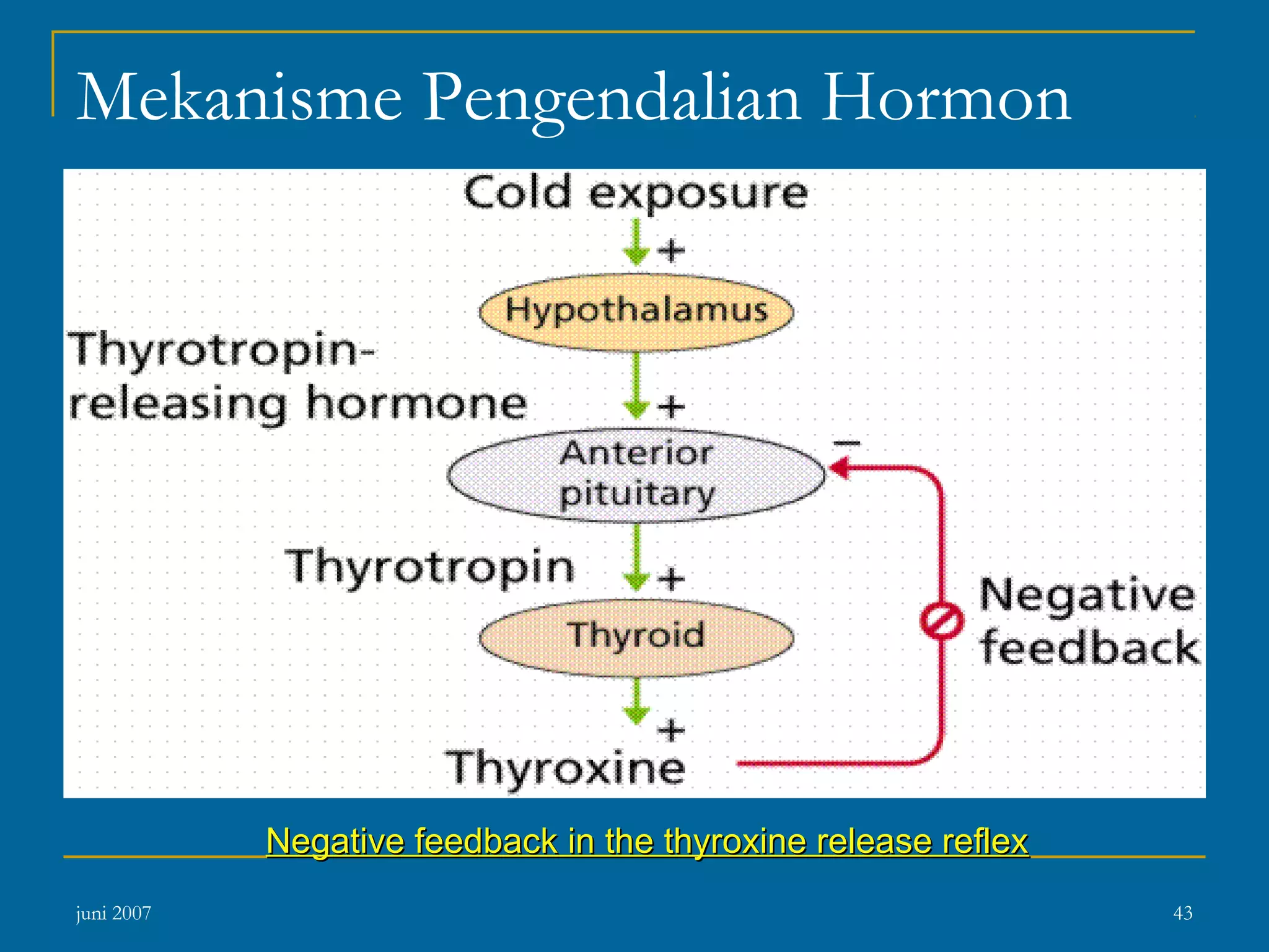 Anatomi & fisiologi endokrin 2014 | PPT