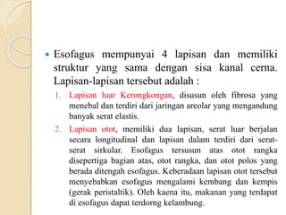 Anatomi fisiologi faring dan esofagus | PPT