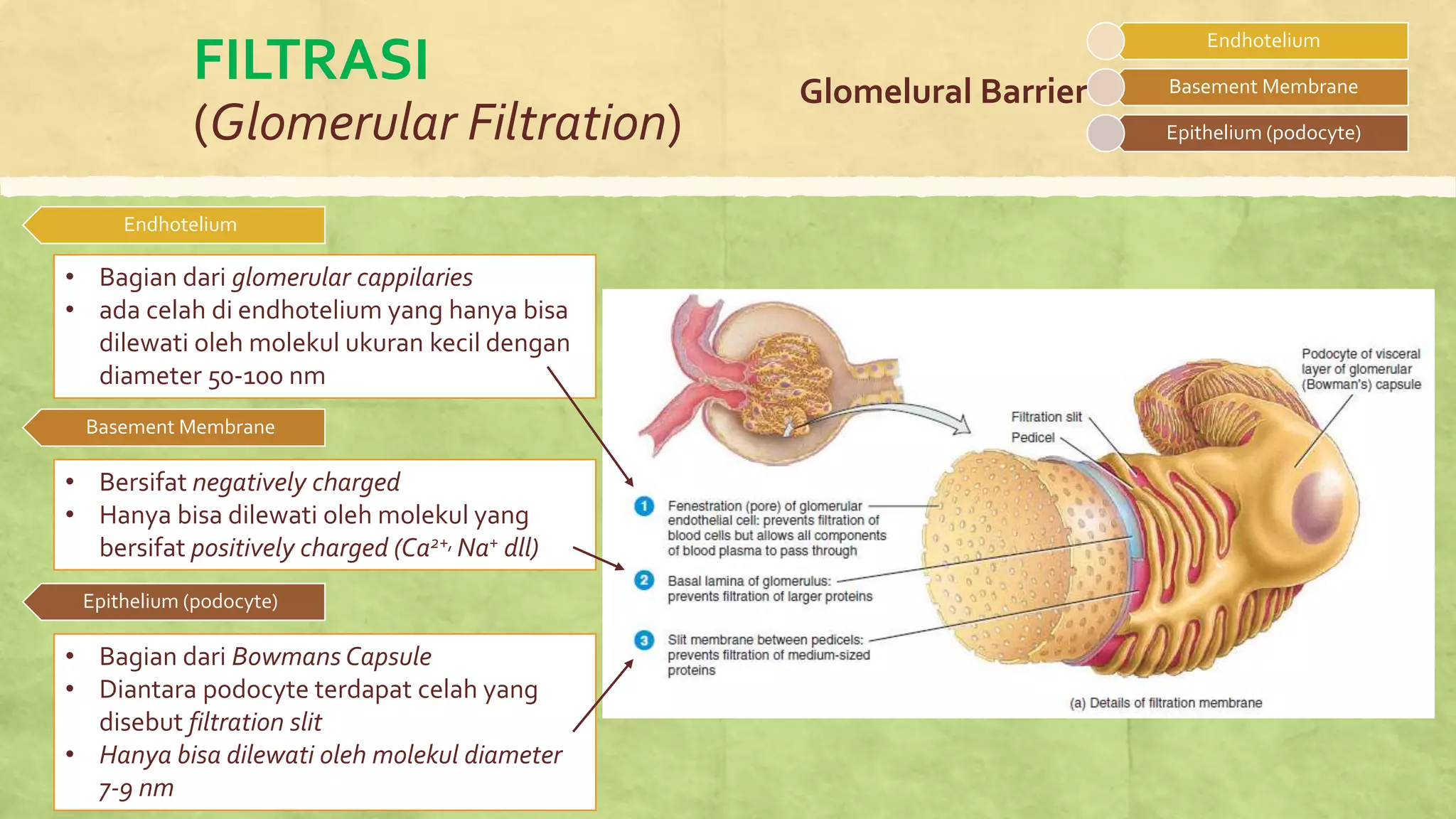 ANATOMI FISIOLOGI GINJAL.pptx