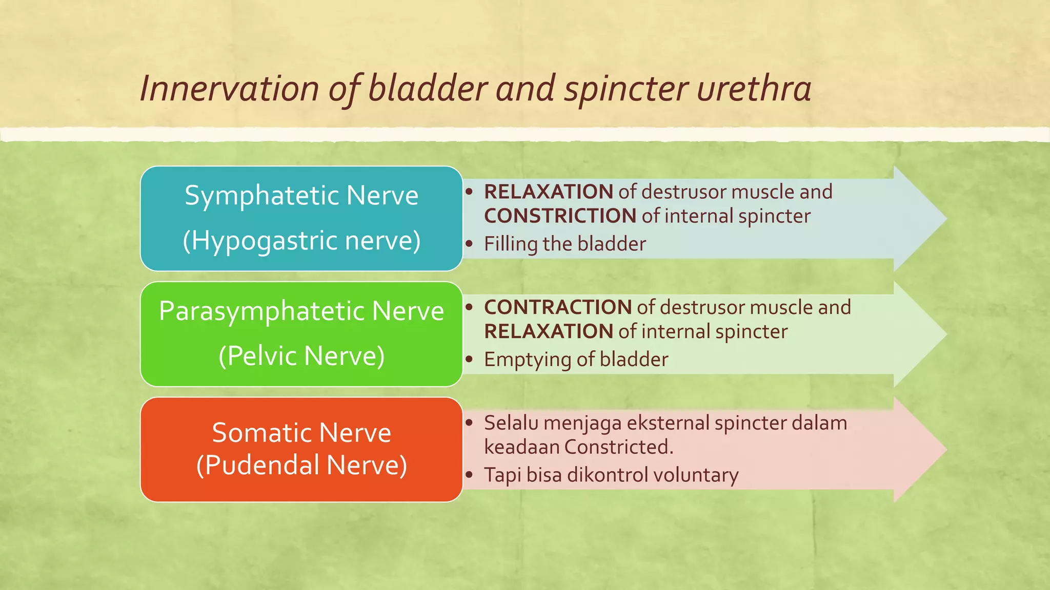 ANATOMI FISIOLOGI GINJAL.pptx