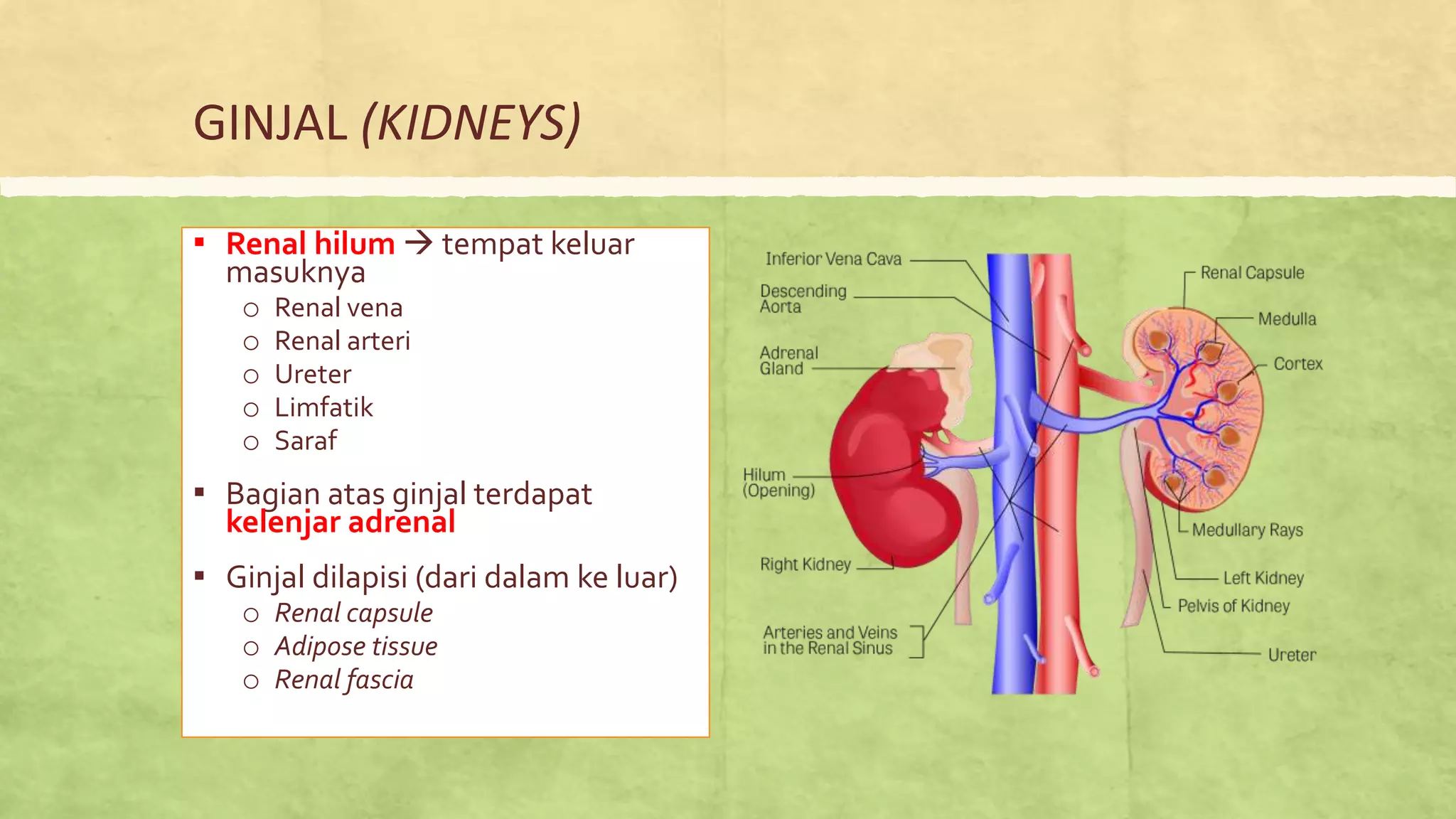 ANATOMI FISIOLOGI GINJAL.pptx