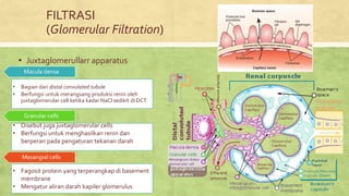 ANATOMI FISIOLOGI GINJAL.pptx