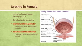 ANATOMI FISIOLOGI GINJAL.pptx