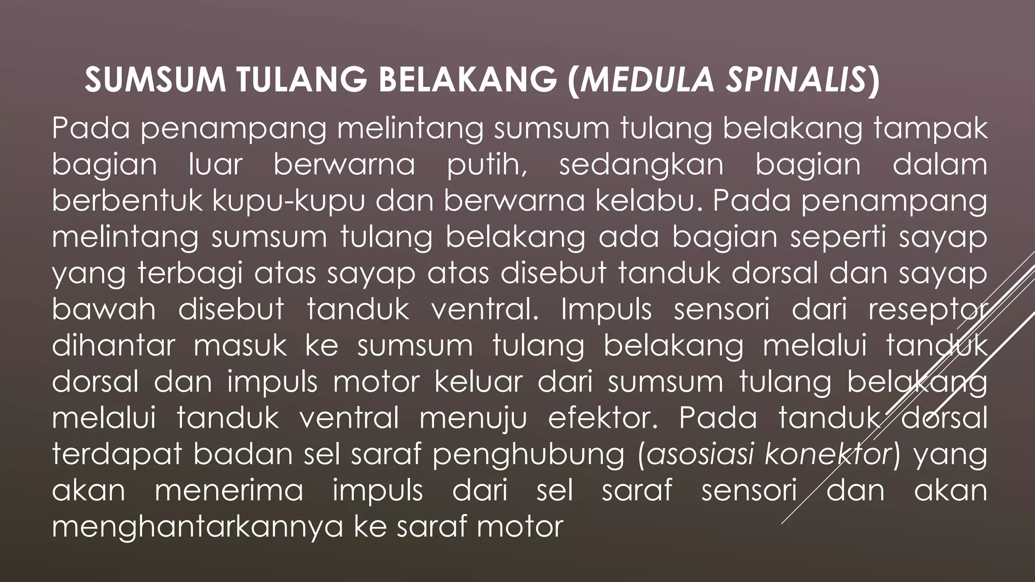Anatomi fisiologi sistem saraf | PPTX