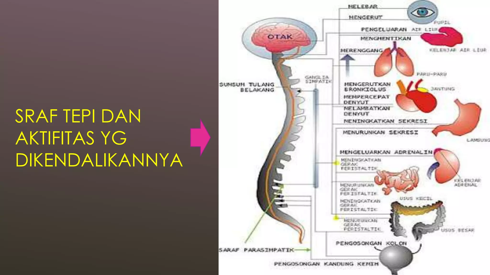 Anatomi fisiologi sistem saraf | PPTX