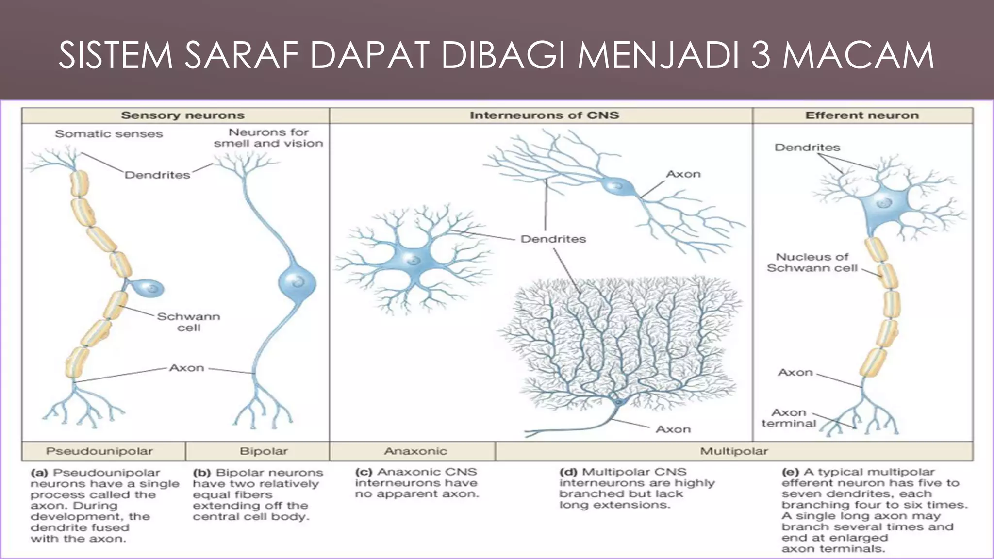 Anatomi fisiologi sistem saraf | PPTX