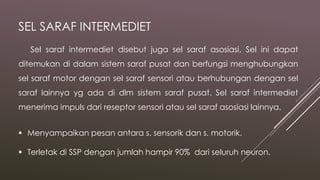 Anatomi fisiologi sistem saraf | PPTX
