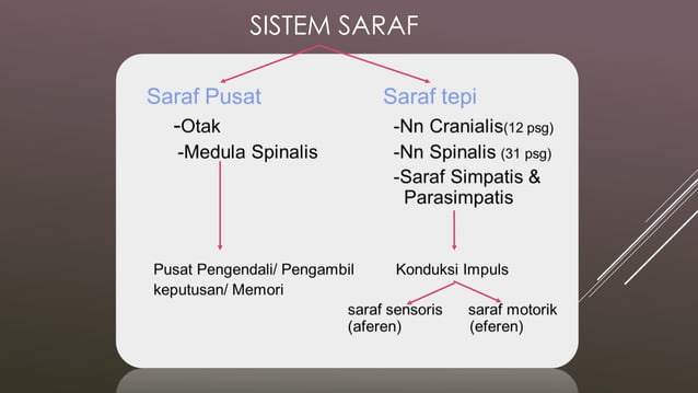 Anatomi fisiologi sistem saraf | PPTX