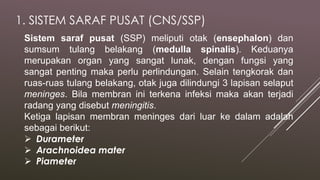 Anatomi fisiologi sistem saraf | PPTX