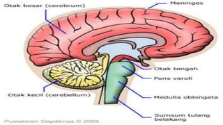 Anatomi fisiologi sistem saraf | PPTX