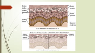 Materi anatomi dan fisiologi sistem integumentum | PPTX
