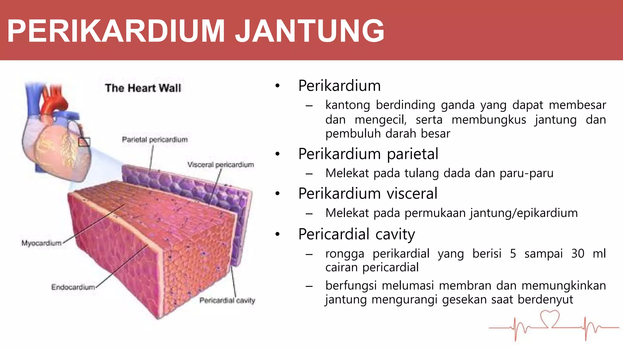 Anatomi dan Fisiologi Jantung Keperawatan Medikal Bedah | PDF