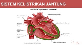 Anatomi dan Fisiologi Jantung Keperawatan Medikal Bedah | PDF