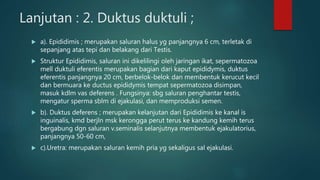 Anatomi fisiologi kebidanan | PPTX