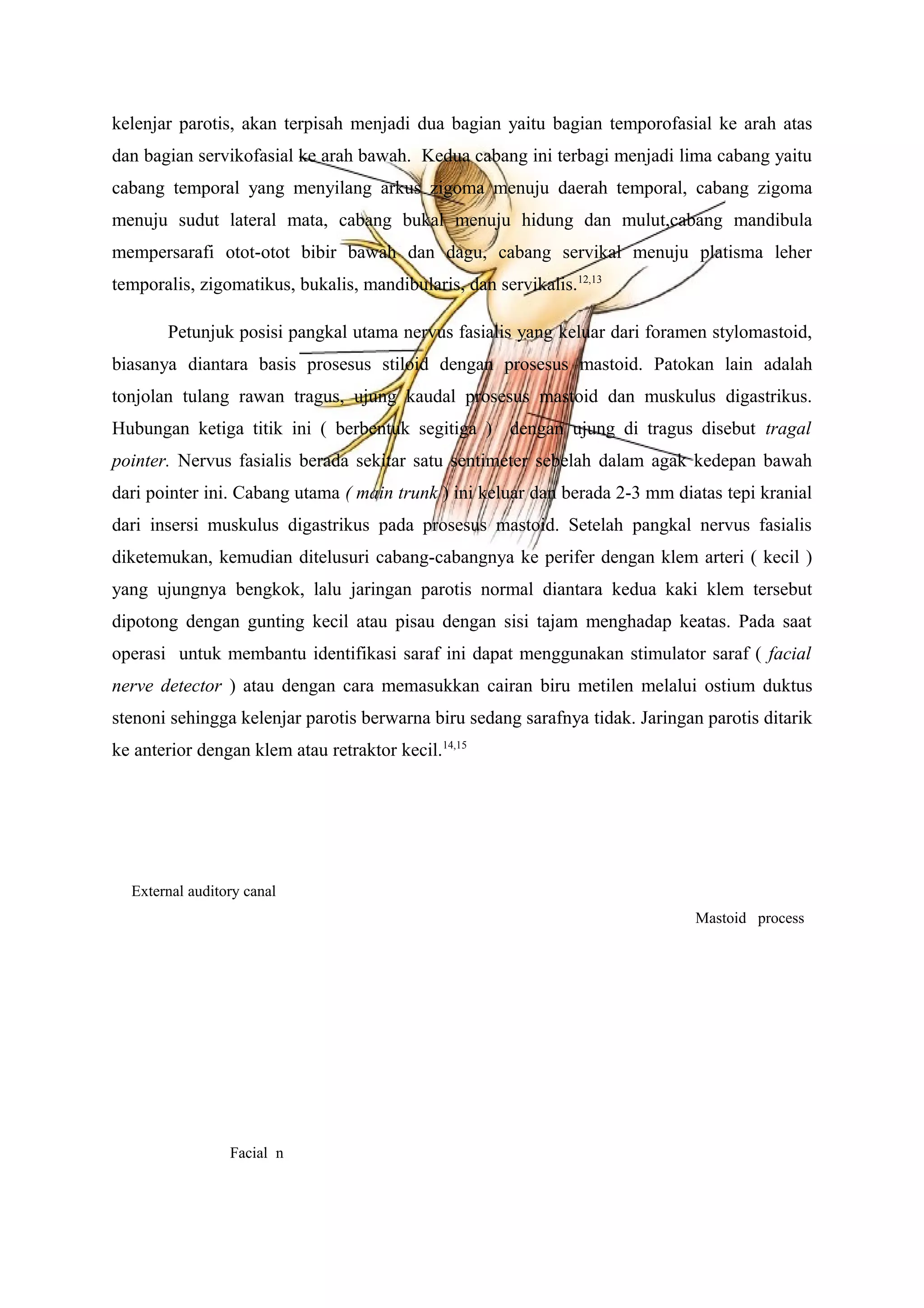 Anatomi fisiologi kelenjar parotis | DOC