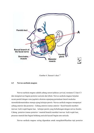 Anatomi fisiologi kelenjar parotis | DOC