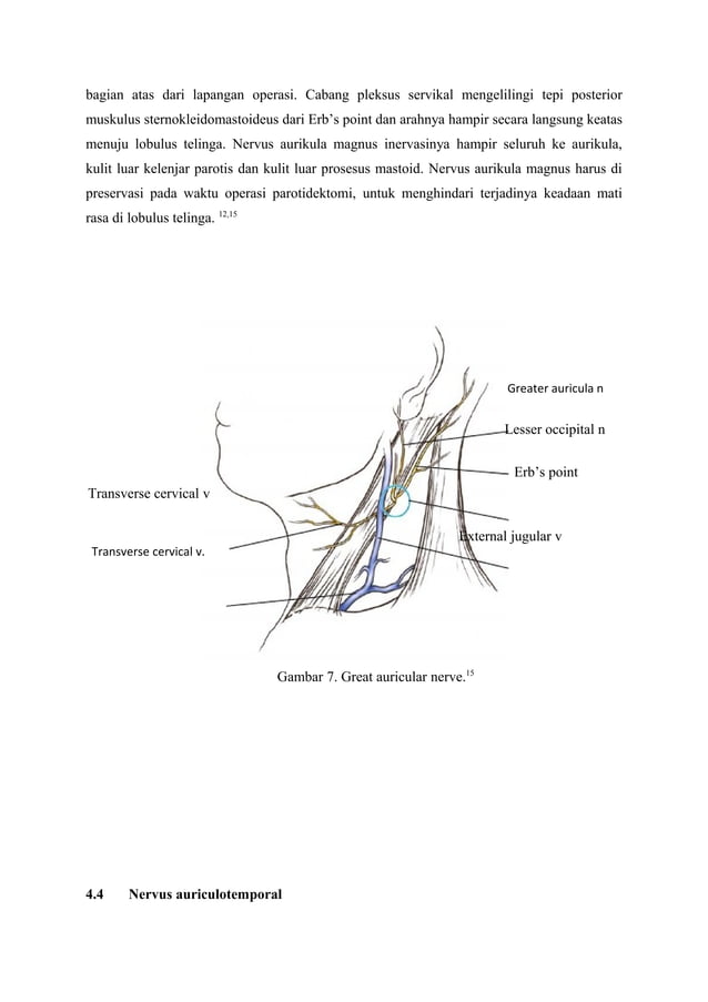 Anatomi fisiologi kelenjar parotis | DOC