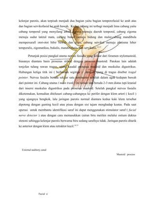 Anatomi fisiologi kelenjar parotis | DOC