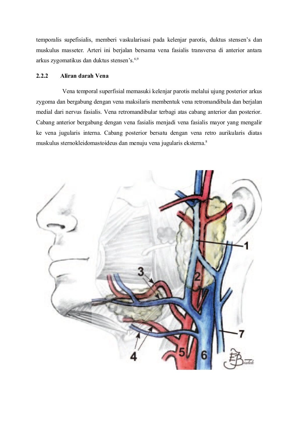 Anatomi fisiologi kelenjar parotis
