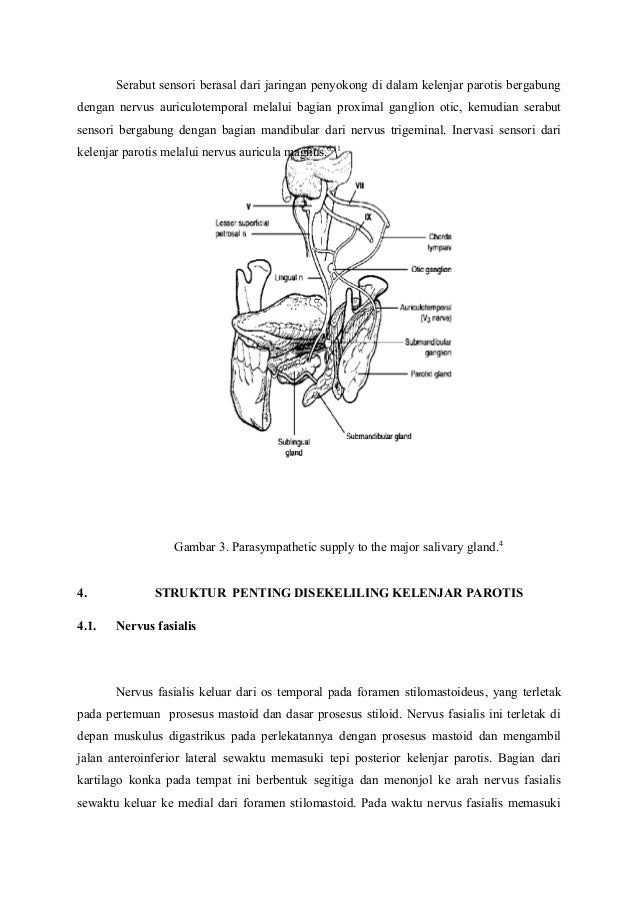 Anatomi fisiologi kelenjar parotis