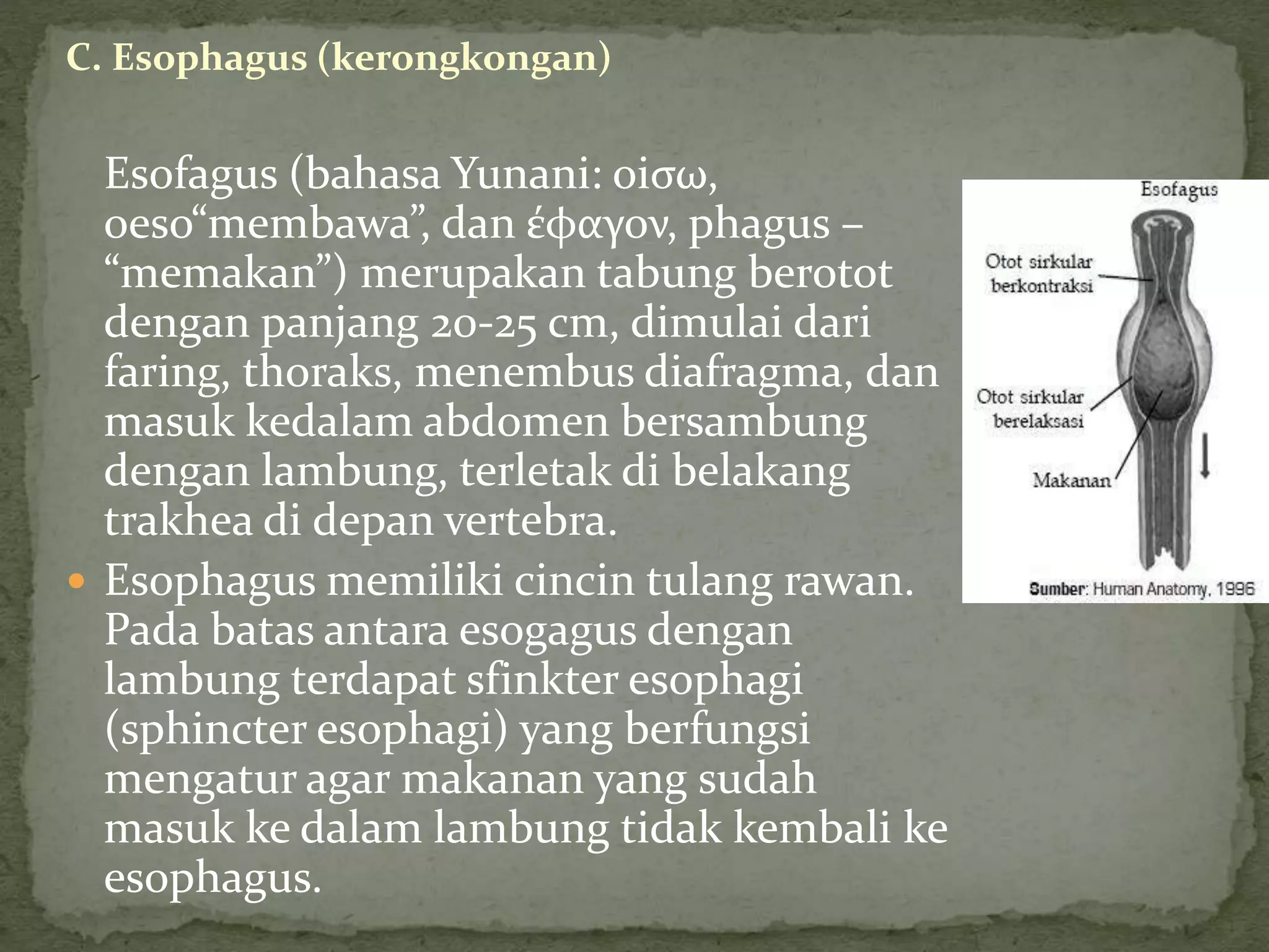 Anatomi fisiologi manusia | PPTX