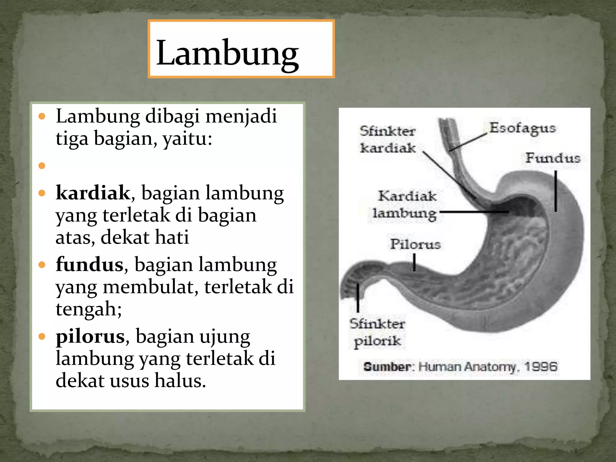 Anatomi fisiologi manusia | PPTX